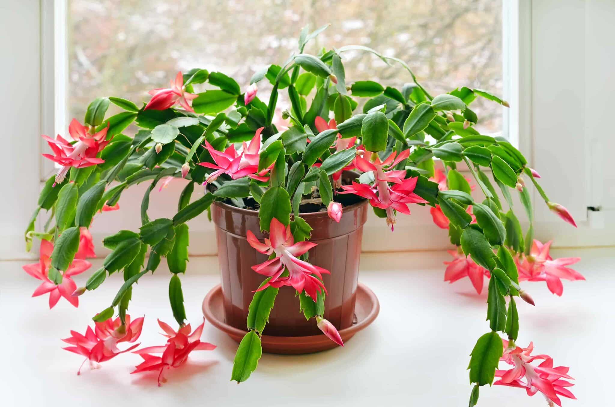 Piante natalizie: 5 varietà da regalare - Fatto in casa da Benedetta