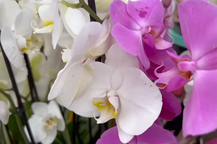 Come curo le mie orchidee phalaenopsis - Fatto in casa da Benedetta