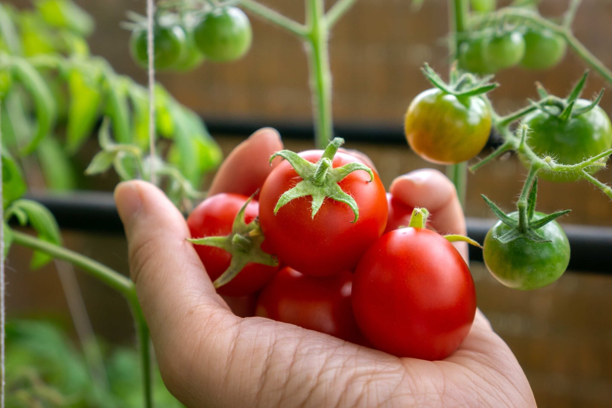 Come coltivare i pomodori in vaso - Fatto in casa da Benedetta