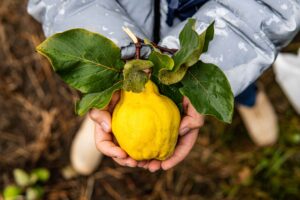 Mela cotogna: proprietà e utilizzi in cucina - Fatto in casa da Benedetta