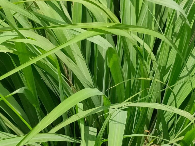 Citronella: che cos'è e come utilizzarla - Fatto in casa da Benedetta