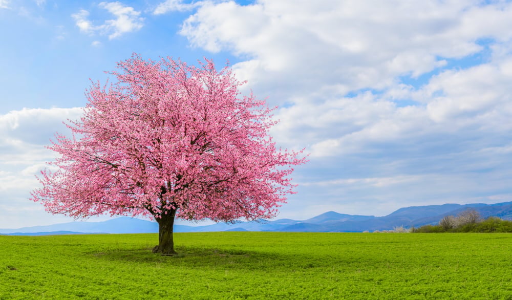 Fiori di ciliegio: caratteristiche, cura e proprietà - Fatto in casa da ...