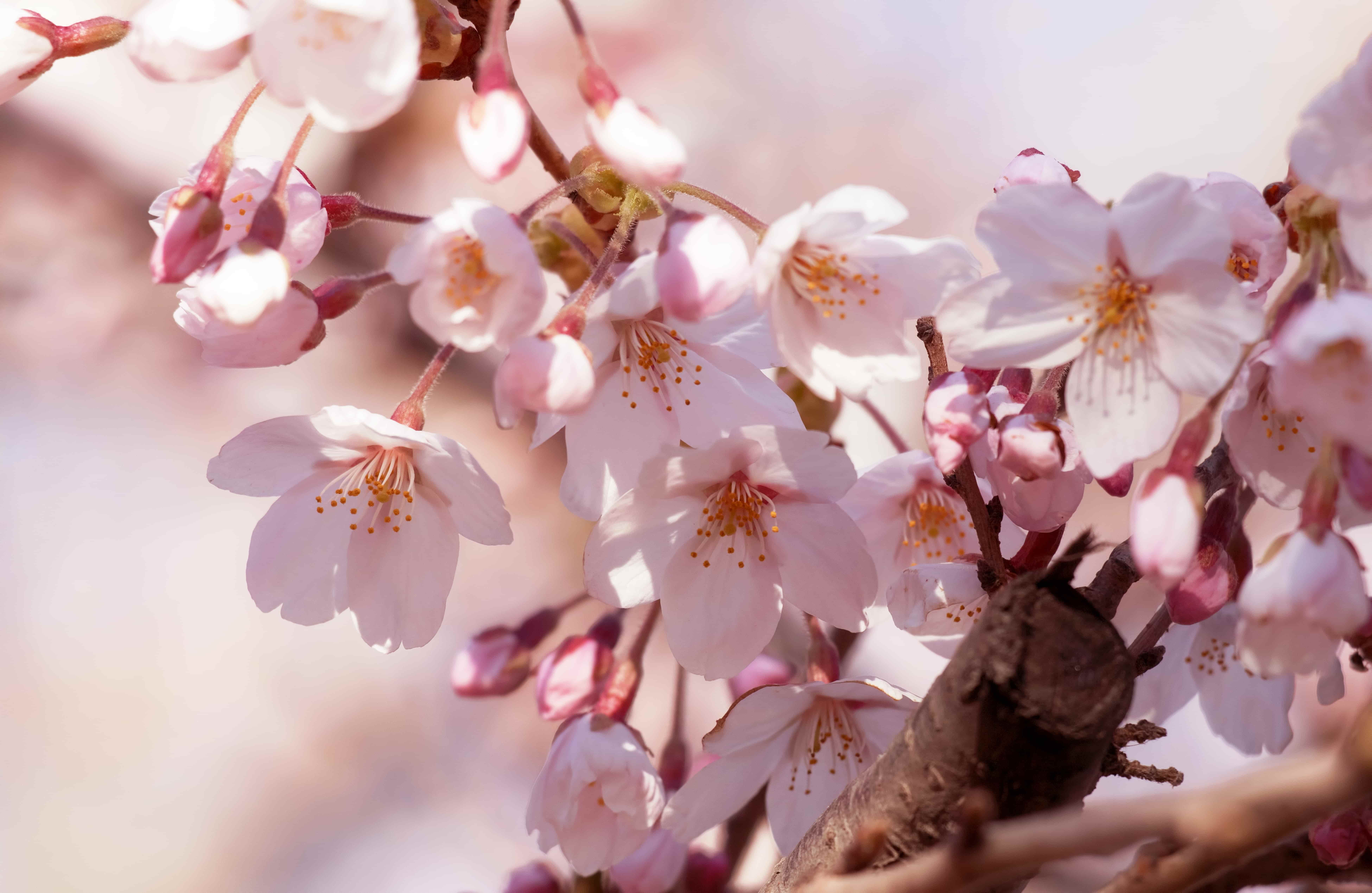 Fiori di ciliegio: caratteristiche, cura e proprietà - Fatto in casa da ...