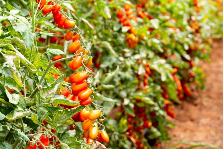 Pomodori Pachino: dolci e perfetti per ogni piatto - Fatto in casa da ...
