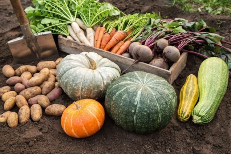 Frutta e verdura autunnale: piccola guida utile - Fatto in casa da ...