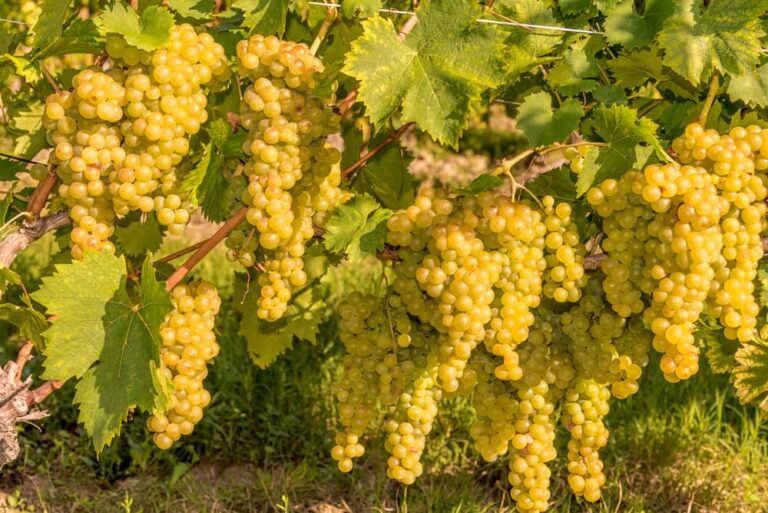 Uva da tavola: le varietà e come gustarla al meglio - Fatto in casa da ...
